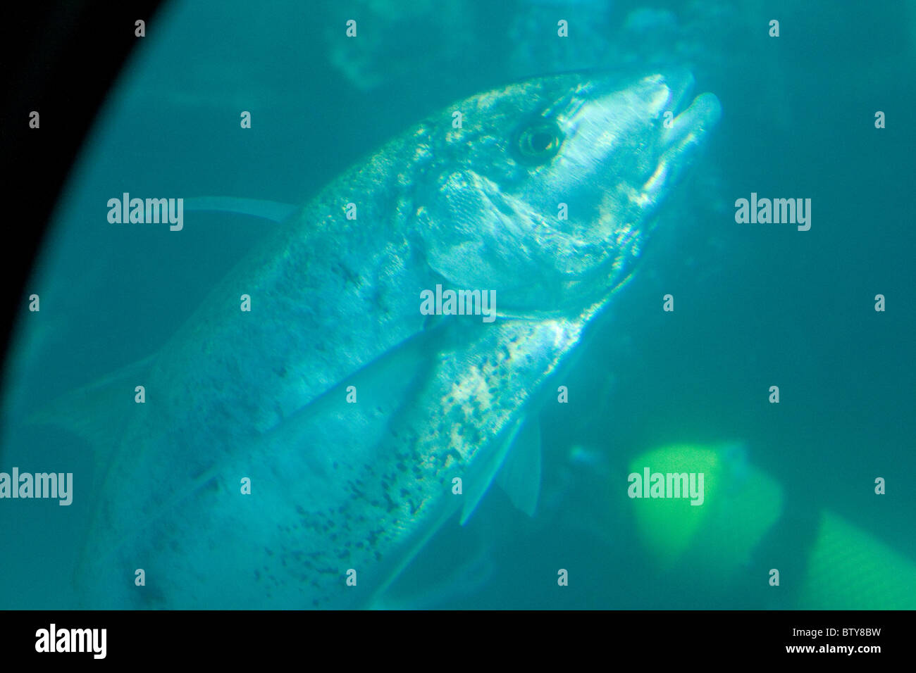 Underwater Swim Sink Fish Hurghada Egypt Africa Coral Reef "Coral Reef ...