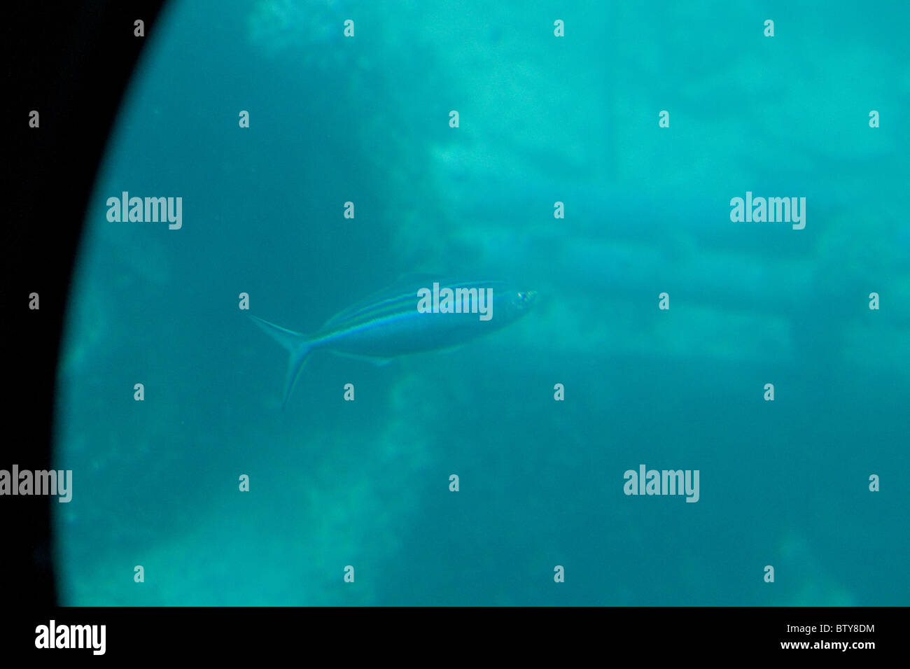 Underwater Swim Sink Fish Hurghada Egypt Africa Coral Reef "Coral Reef ...