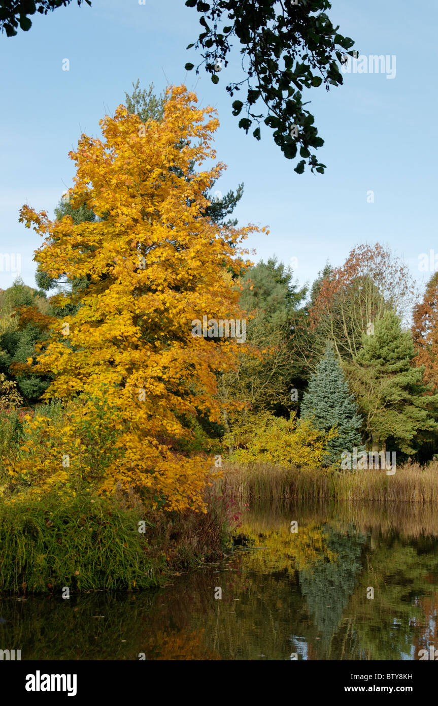 A glorious golden Maple at Bodenham Arboretum Stock Photo - Alamy