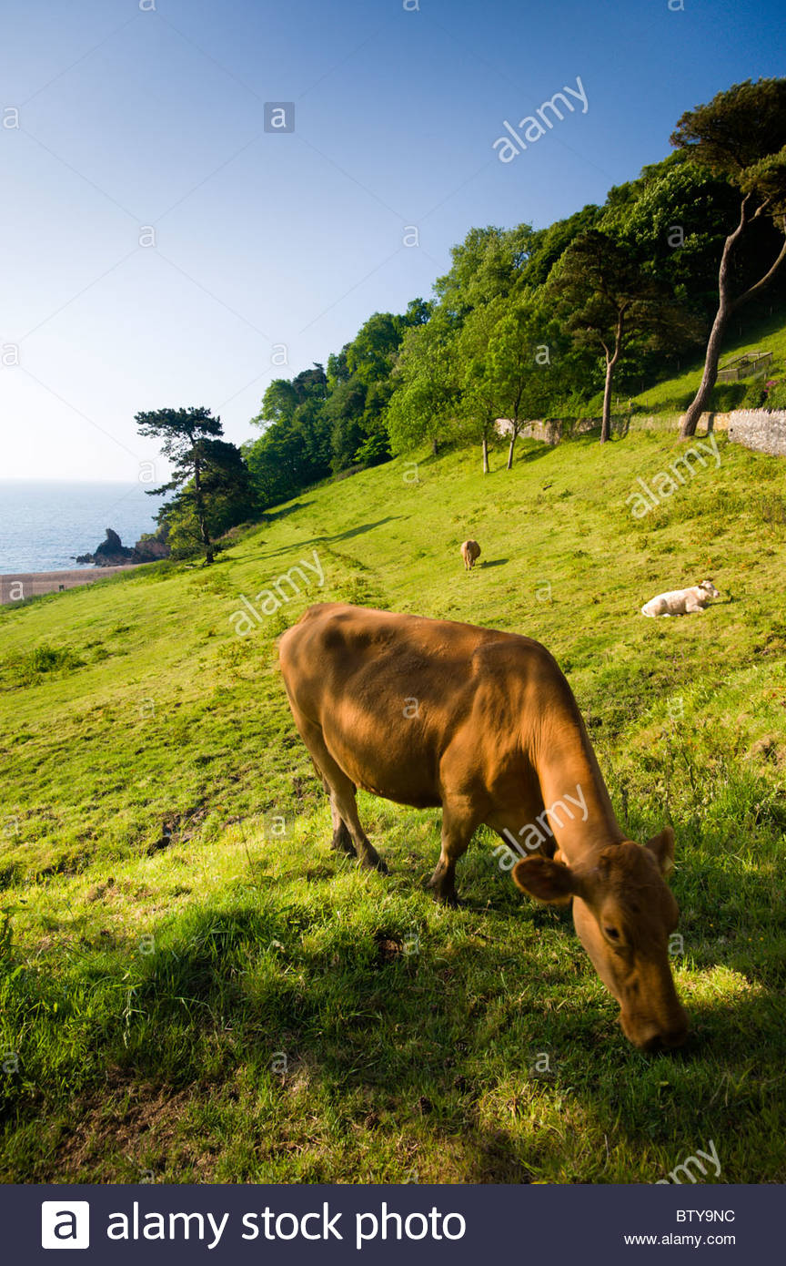 South Devon Cows High Resolution Stock Photography and Images - Alamy