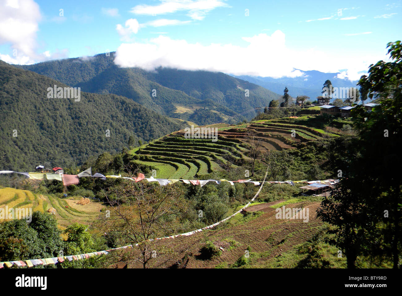 Rice field, Chimi village, Bhutan Stock Photo - Alamy