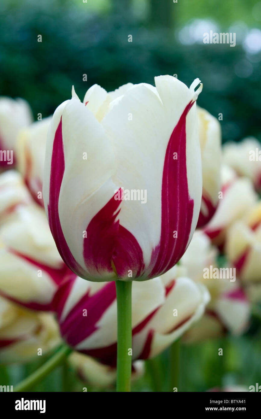 Tulip world of expression hi-res stock photography and images - Alamy