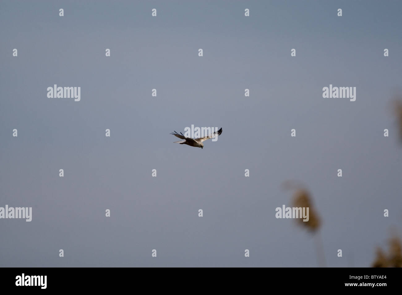 Hawk Eagle Falcon Bird "Bird Of Prey" Wildlife Animal Wing Blue Sky Sun ...