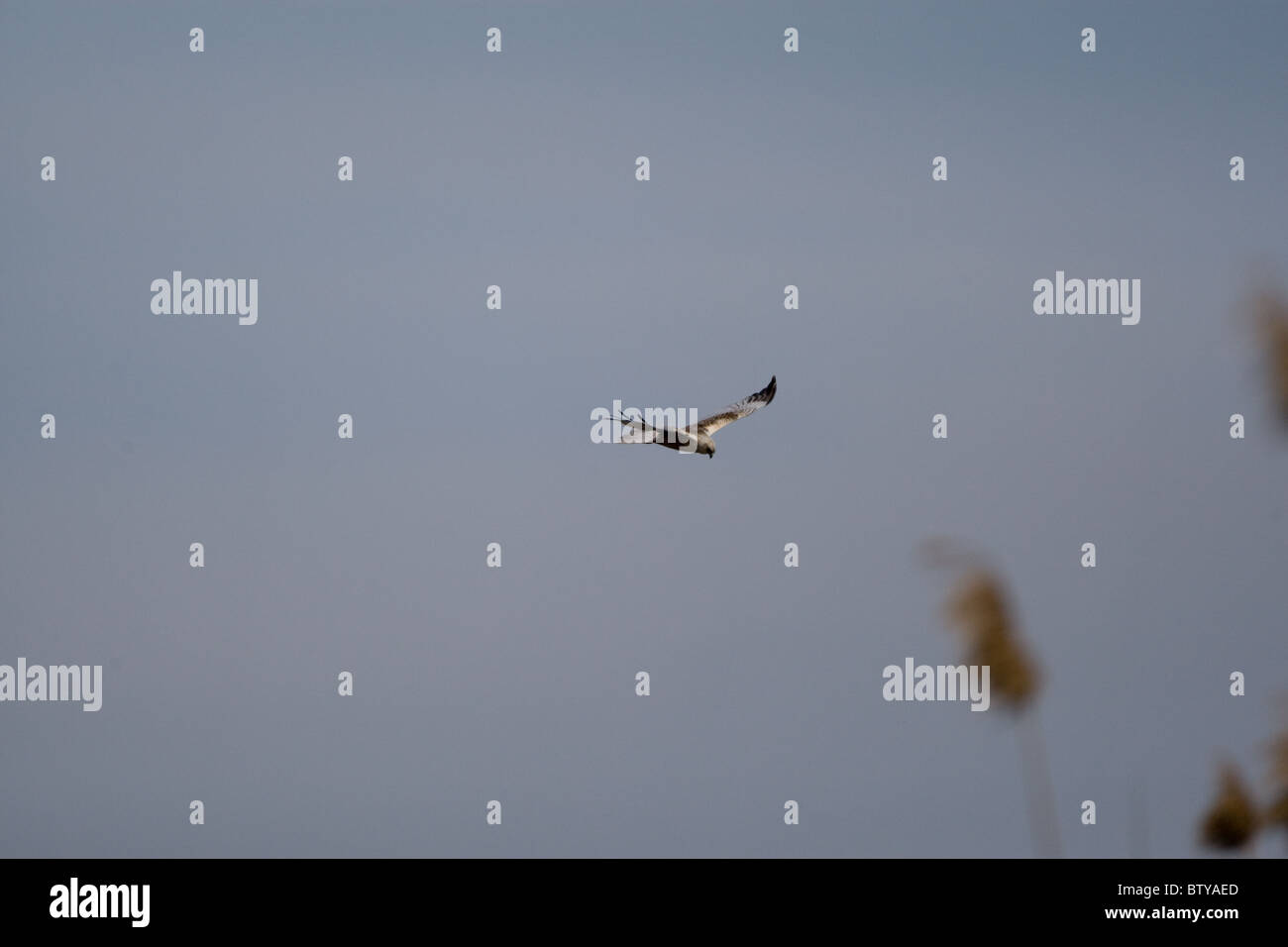 Hawk Eagle Falcon Bird "Bird Of Prey" Wildlife Animal Wing Blue Sky Sun ...
