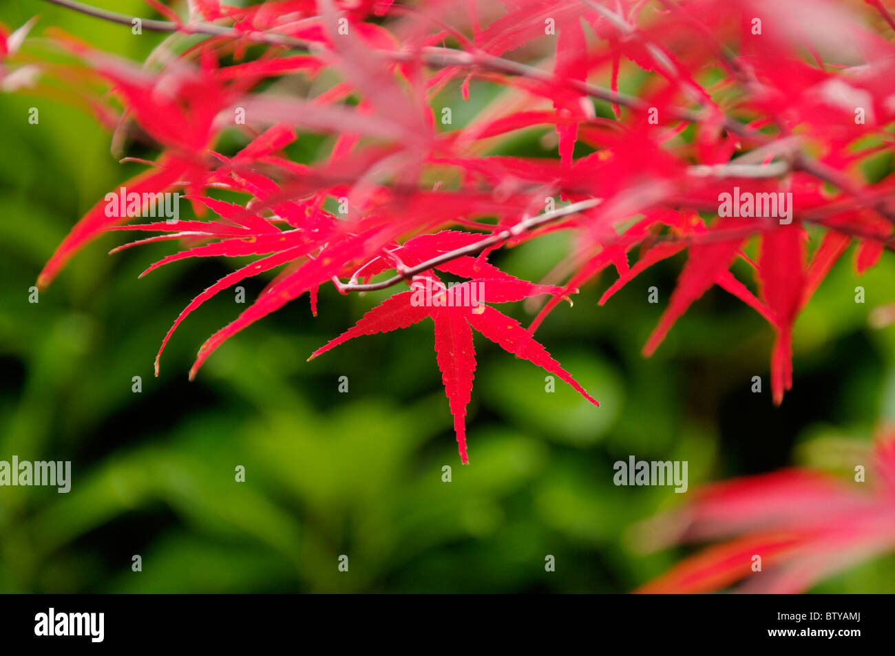 Red Maple leaves in Autumn Stock Photo - Alamy