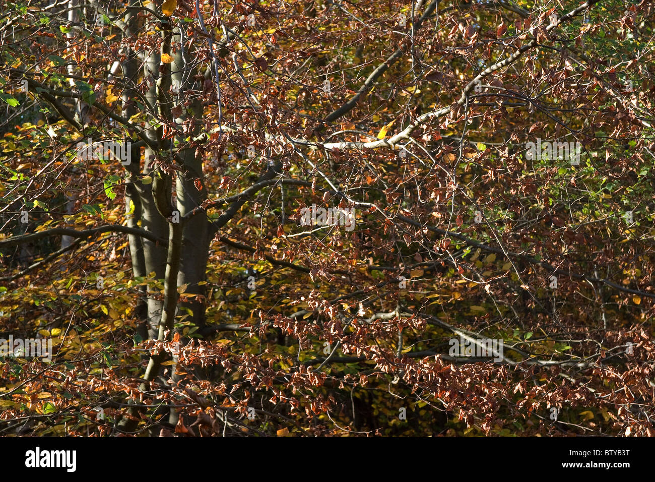 Autumn view countryside Kent England Stock Photo - Alamy