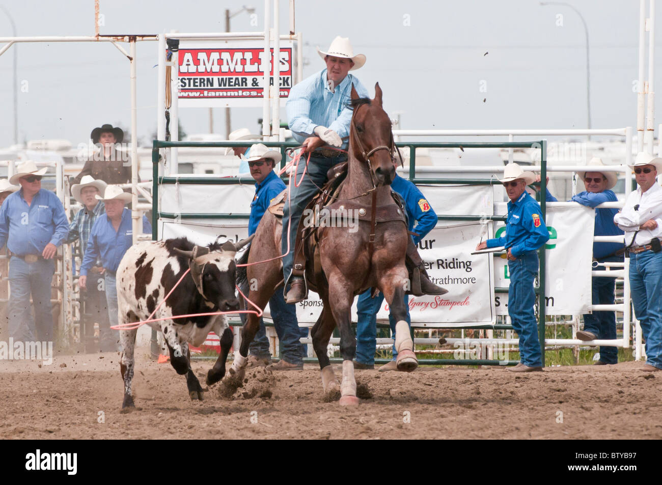 Tie down calf roping, Strathmore Heritage Days Rodeo, Strathmore ...