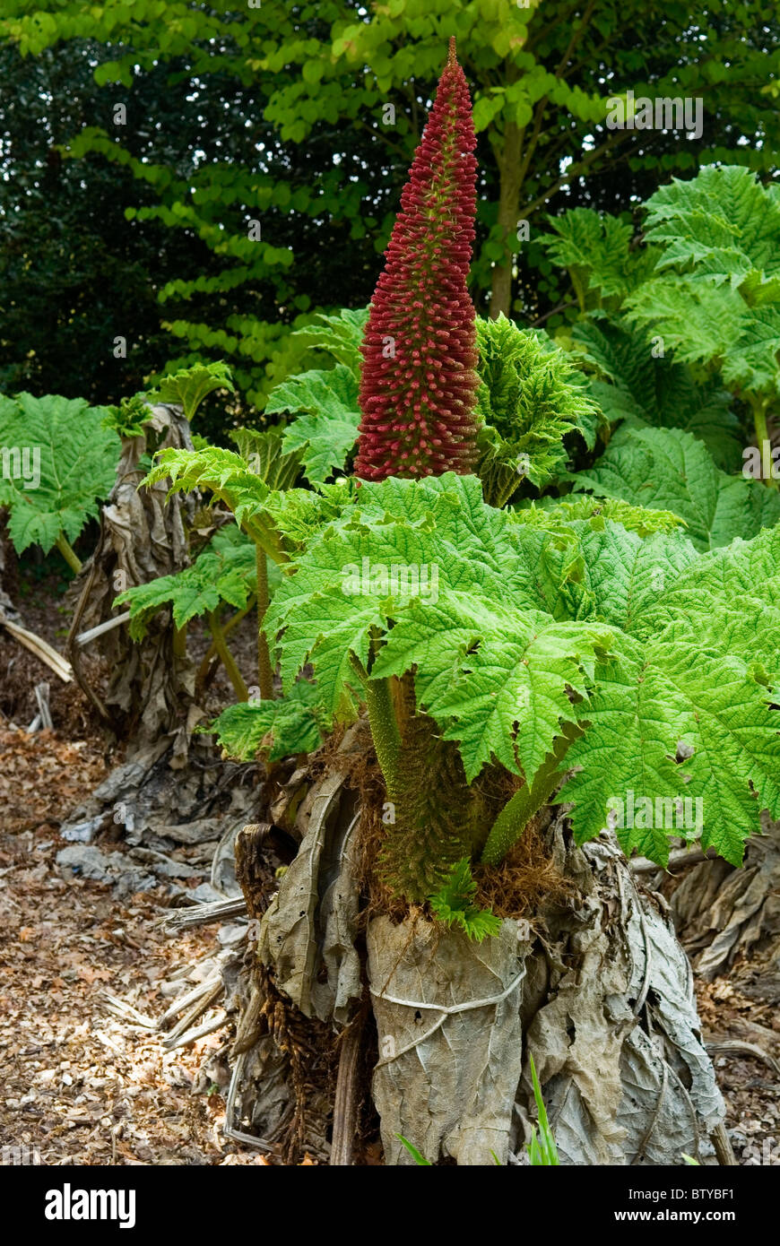 Gunnera manicata hi-res stock photography and images - Alamy