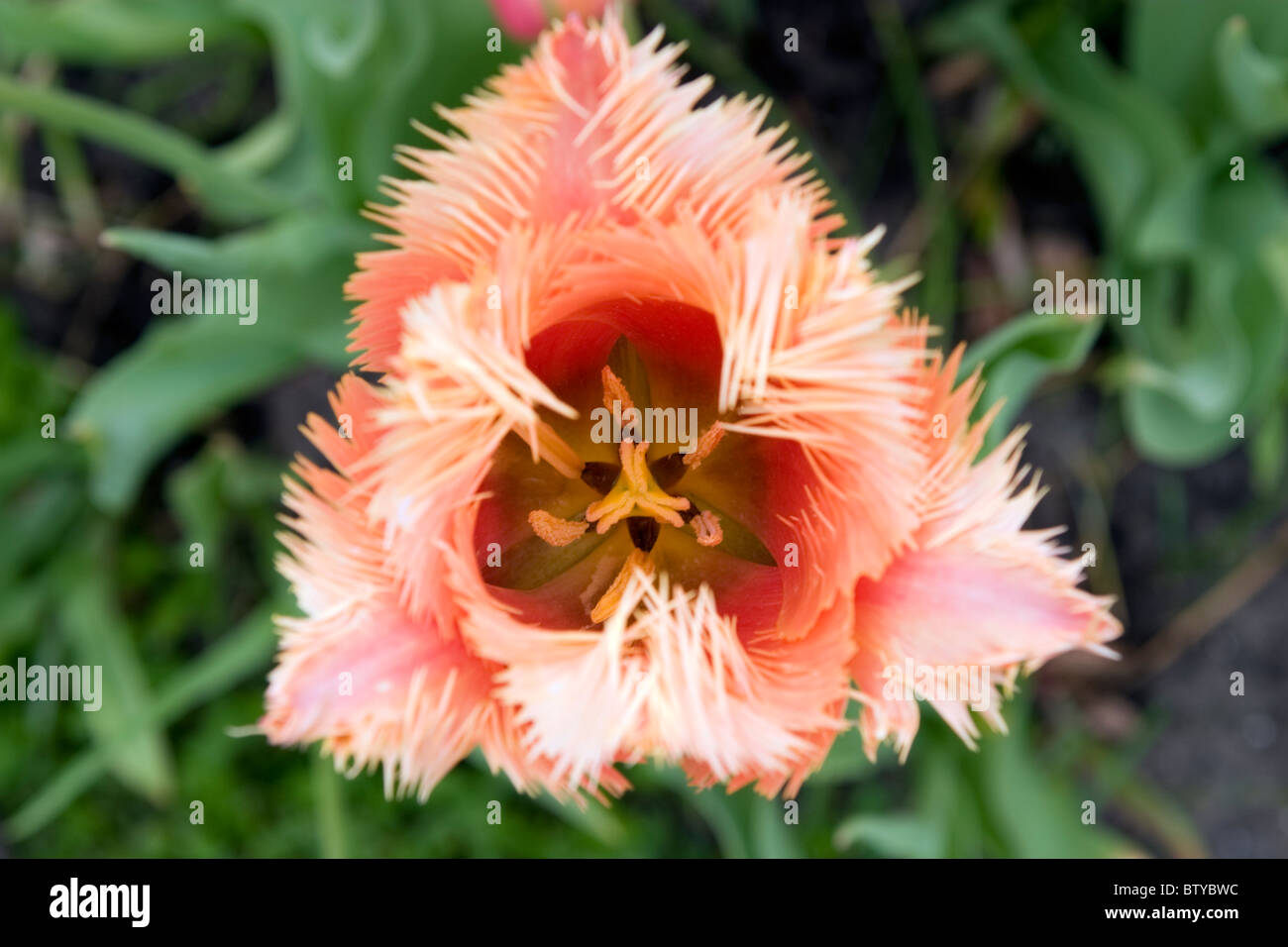 Lambada tulips in the Keukenhof at Lisse the Netherlands. Type of ...