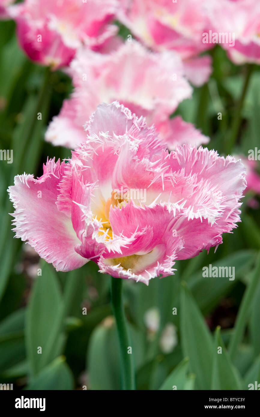 Dallas tulips in the Keukenhof at Lisse the Netherlands. Type of flower ...