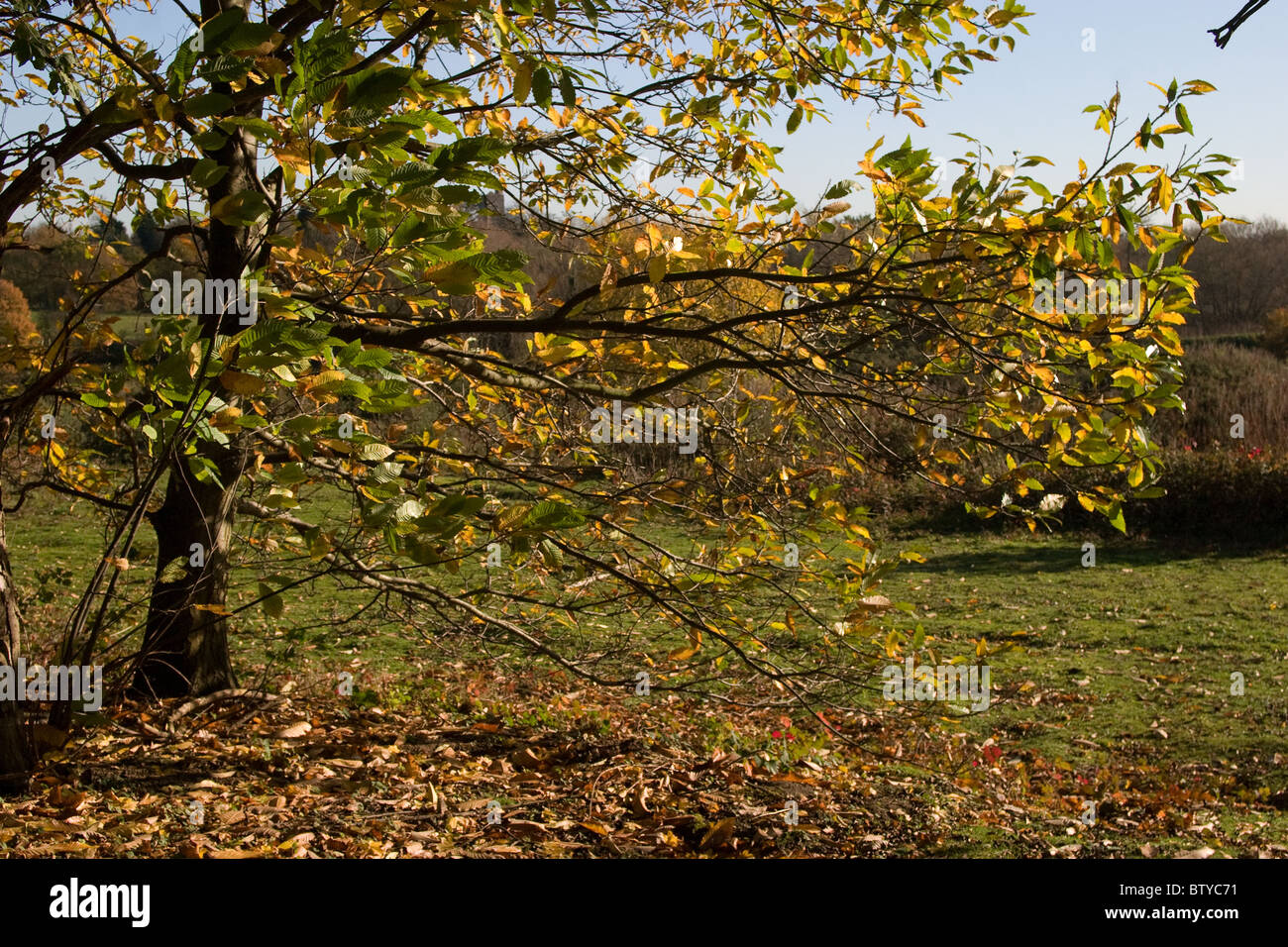Autumn view countryside Kent England Stock Photo - Alamy