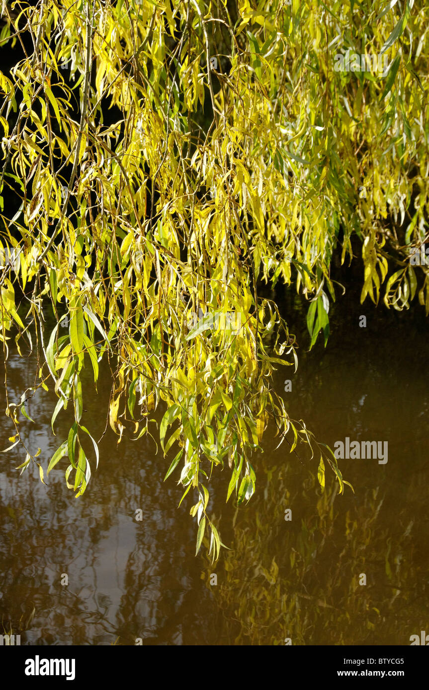 Weeping willow tree salix sepulcralis hi-res stock photography and ...