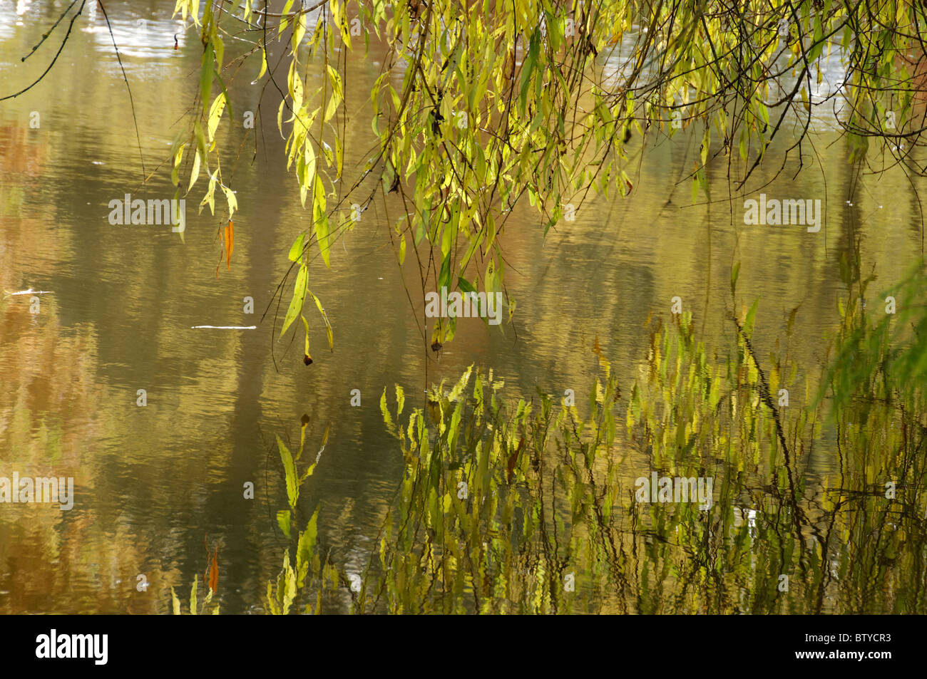 Reflection weeping willow hi-res stock photography and images - Alamy