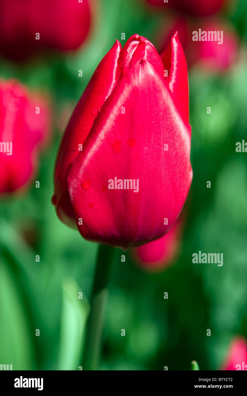 Merry Christmas tulips in the Keukenhof at Lisse the Netherlands. Type ...