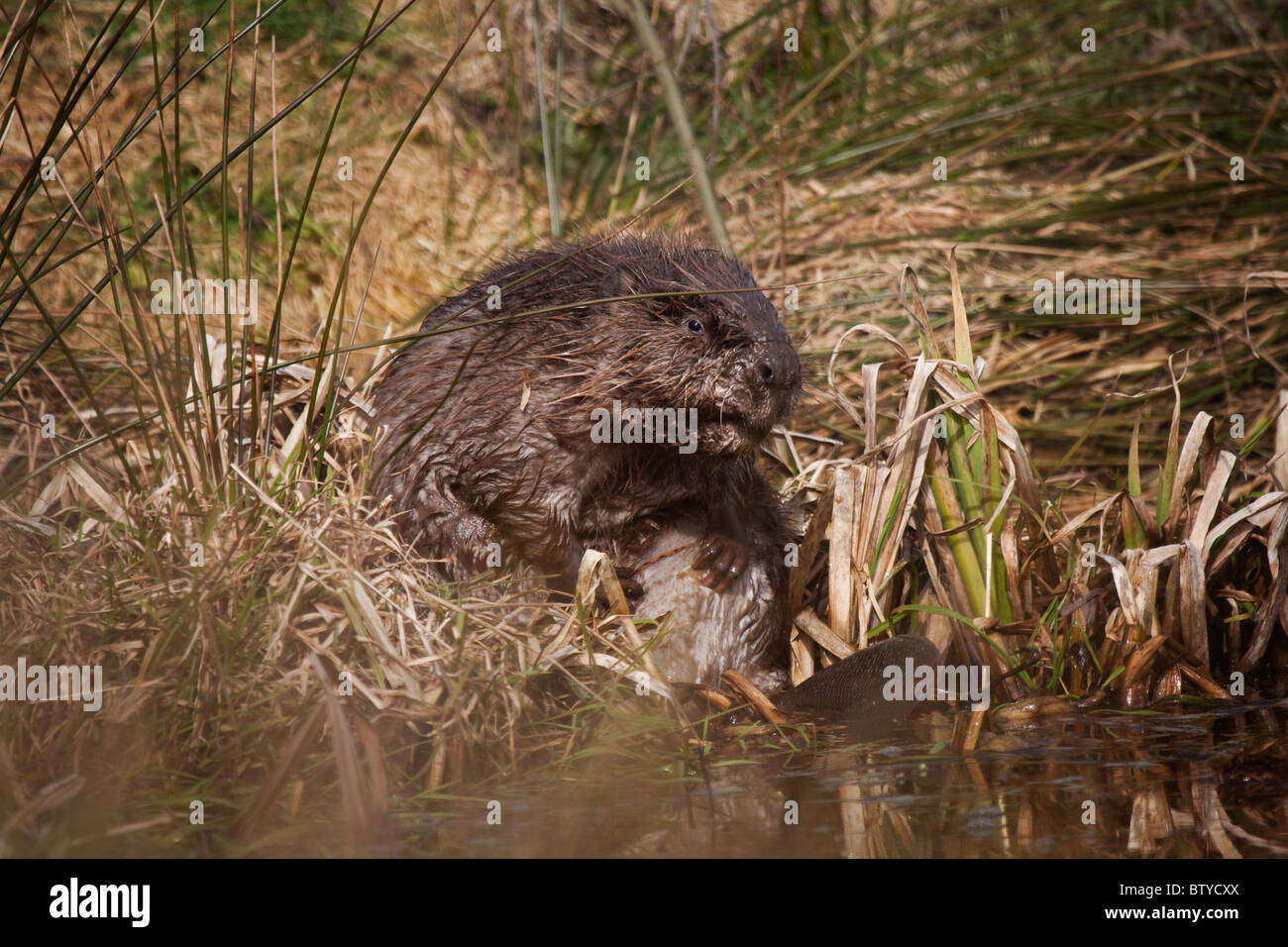 European Beaver,Castor fiber, sitting on the water edge having a ...