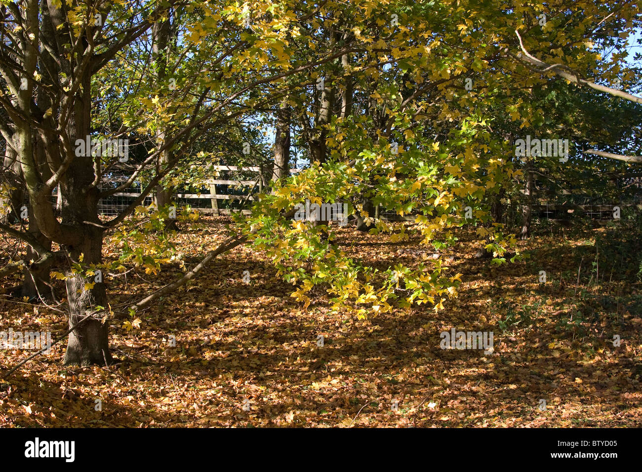 Autumn view countryside Kent England Stock Photo - Alamy