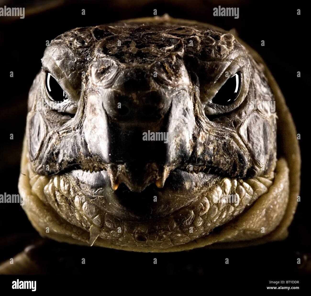 Turtle eyes Cut Out Stock Images & Pictures - Alamy
