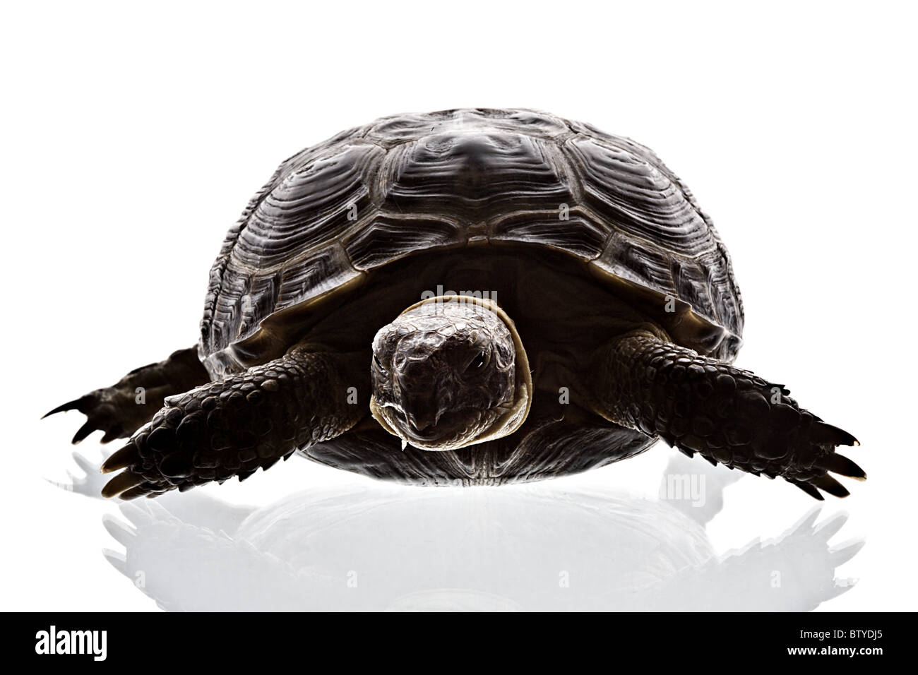 tortoise looking at camera isolated on white background Stock Photo - Alamy
