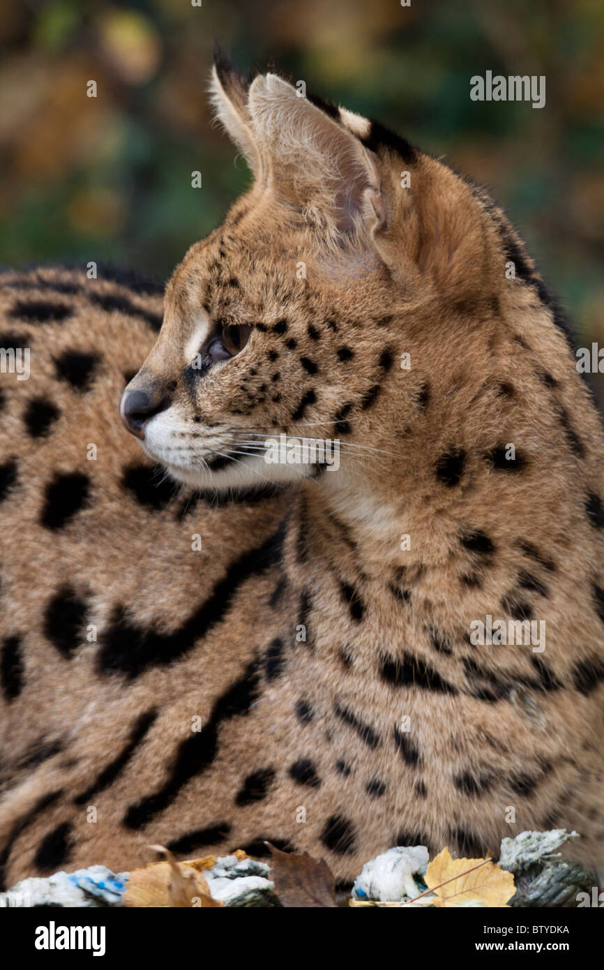 Serval (Leptailurus serval Stock Photo - Alamy