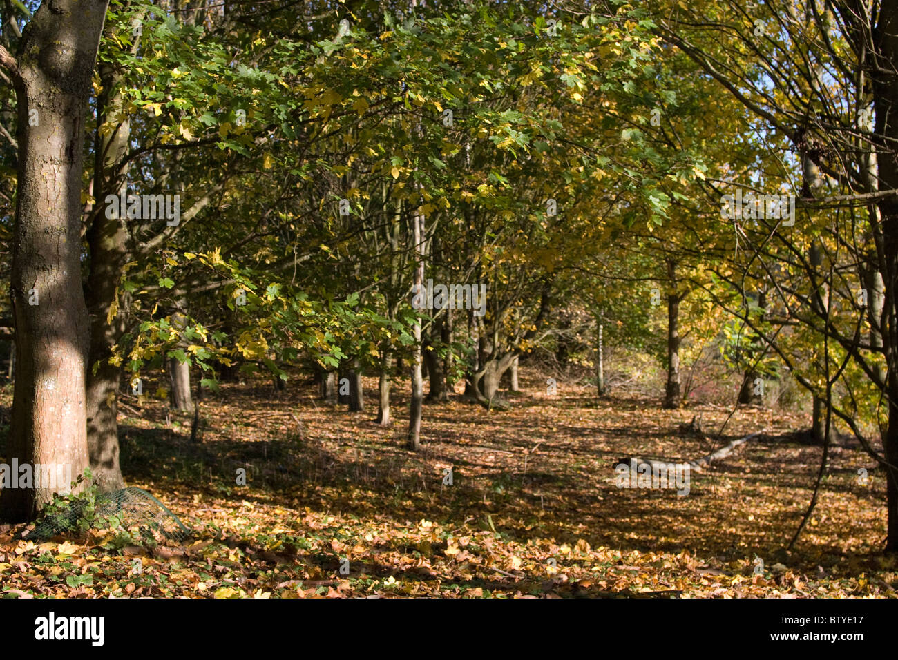 Autumn view countryside Kent England Stock Photo - Alamy