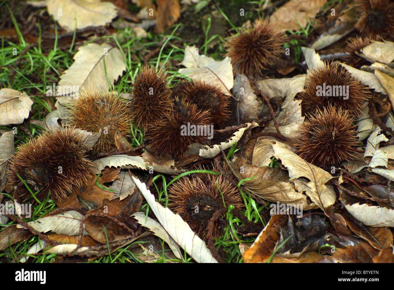 Chestnut cases hi-res stock photography and images - Alamy