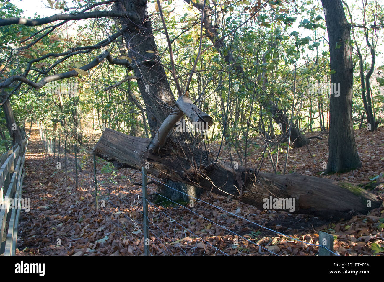 Kent fallen hi-res stock photography and images - Alamy