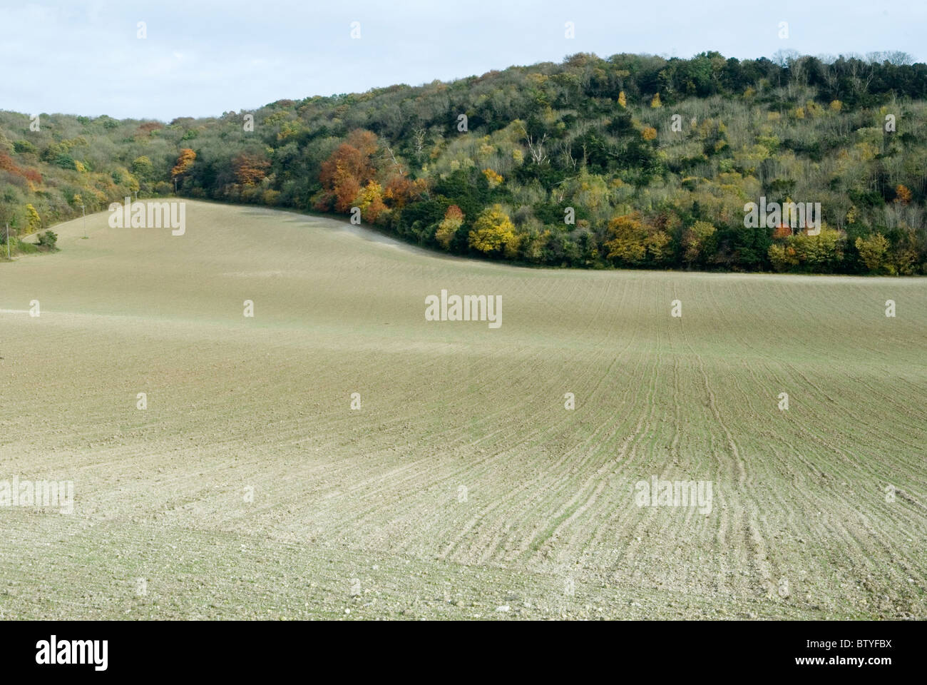 Bluebell hill north downs hi-res stock photography and images - Alamy