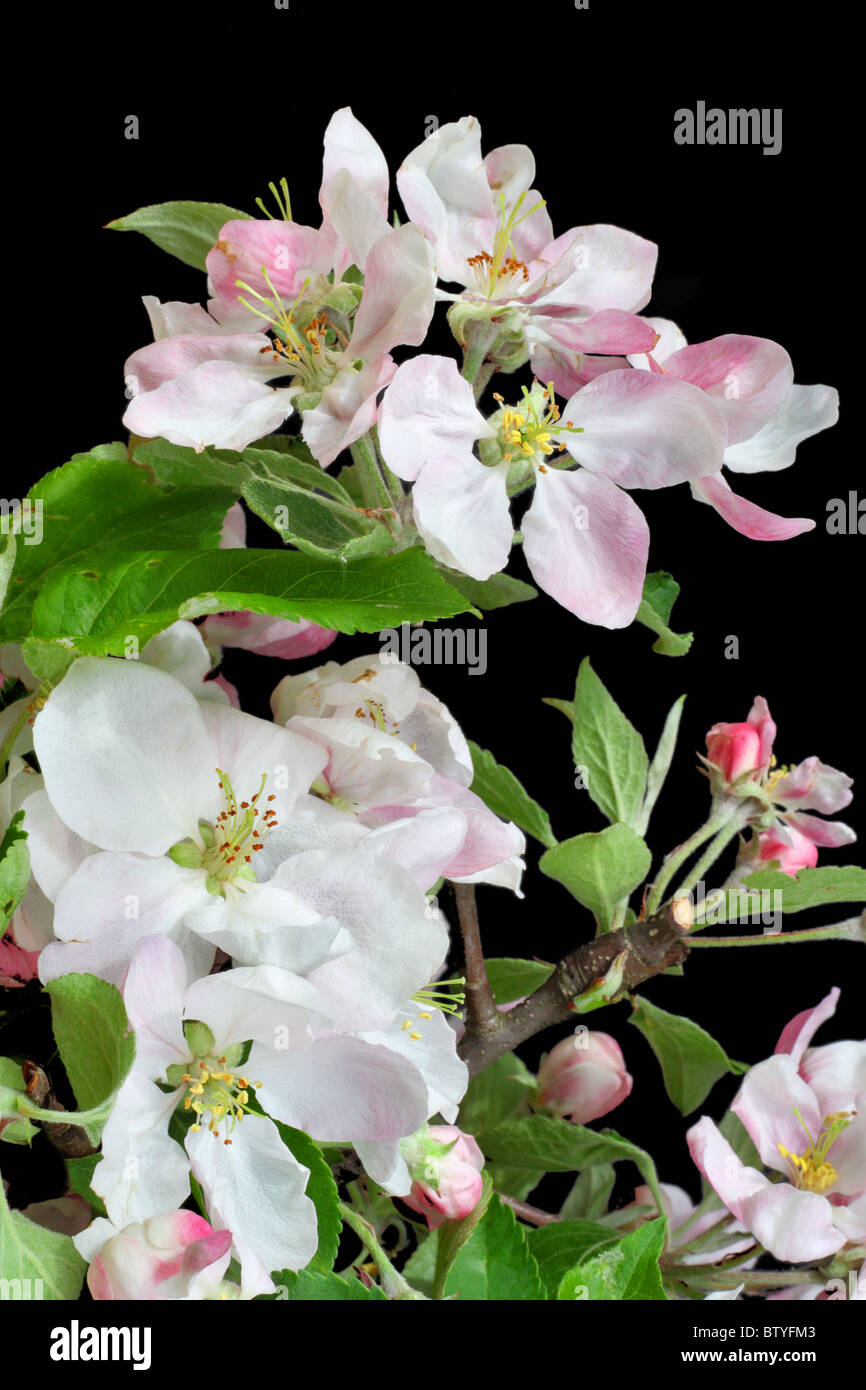 Apple blossom isolated hi-res stock photography and images - Alamy