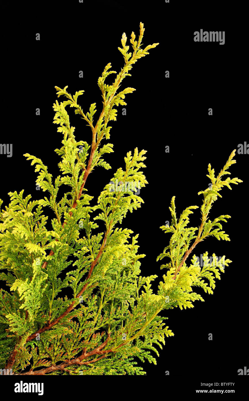 Thuja flower hi-res stock photography and images - Alamy
