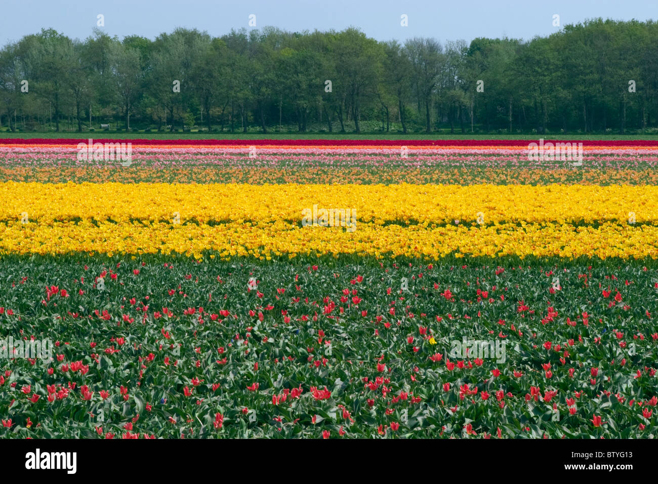 Tulip fields near the Keukenhof at Lisse the Netherlands Stock Photo ...