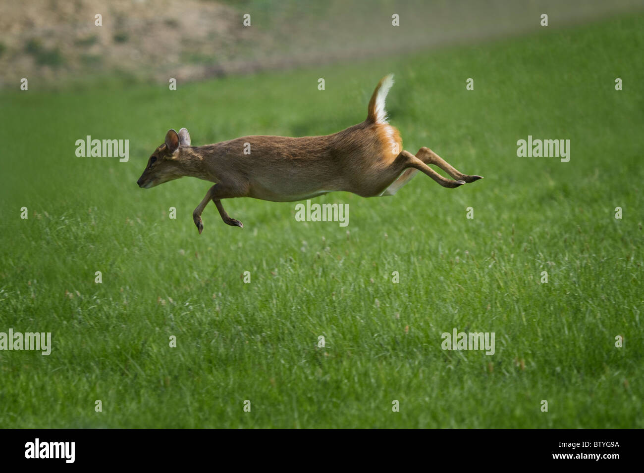 Jumping leaping deer hi-res stock photography and images - Alamy