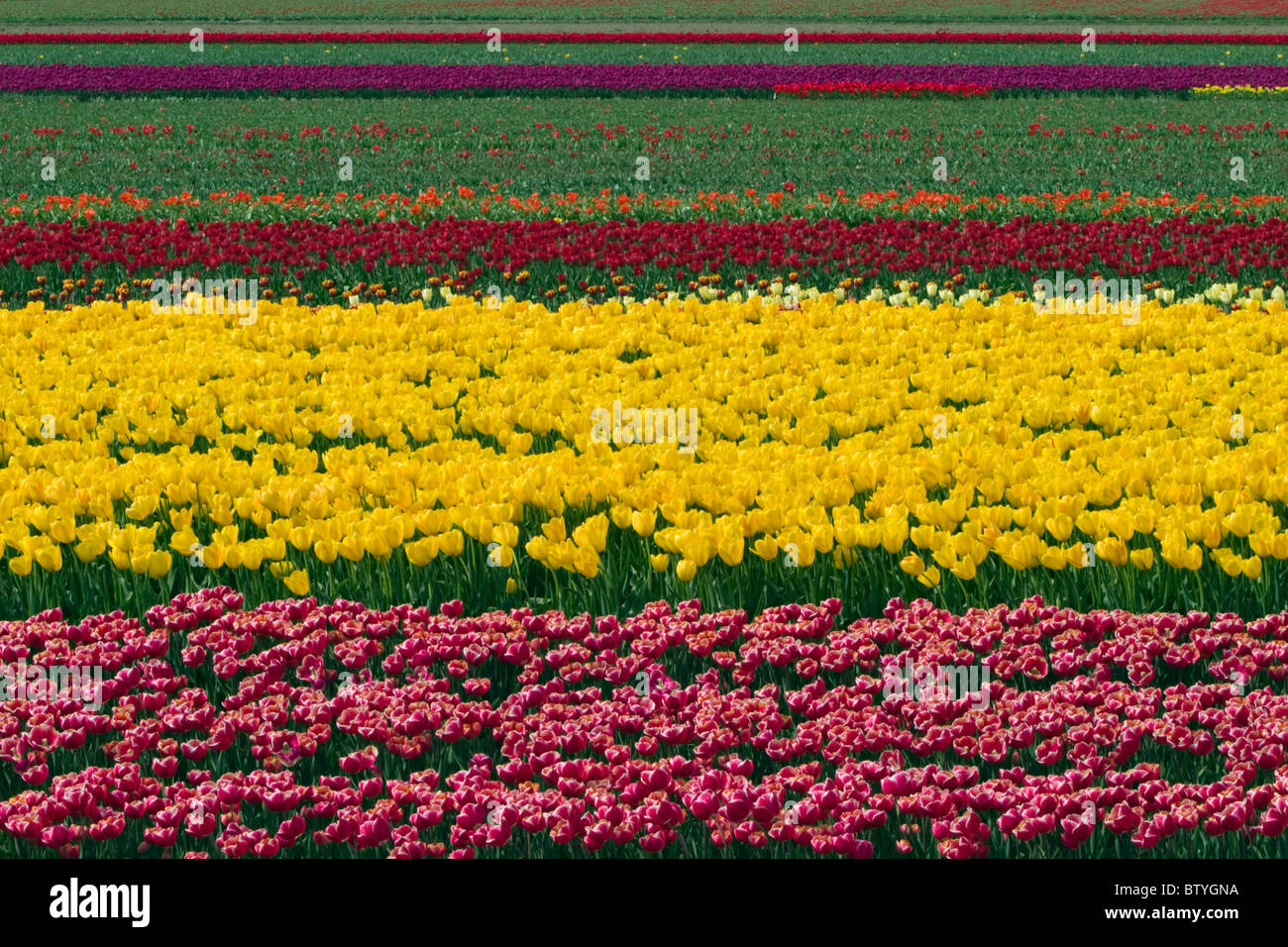 Tulip fields near the Keukenhof at Lisse the Netherlands Stock Photo ...