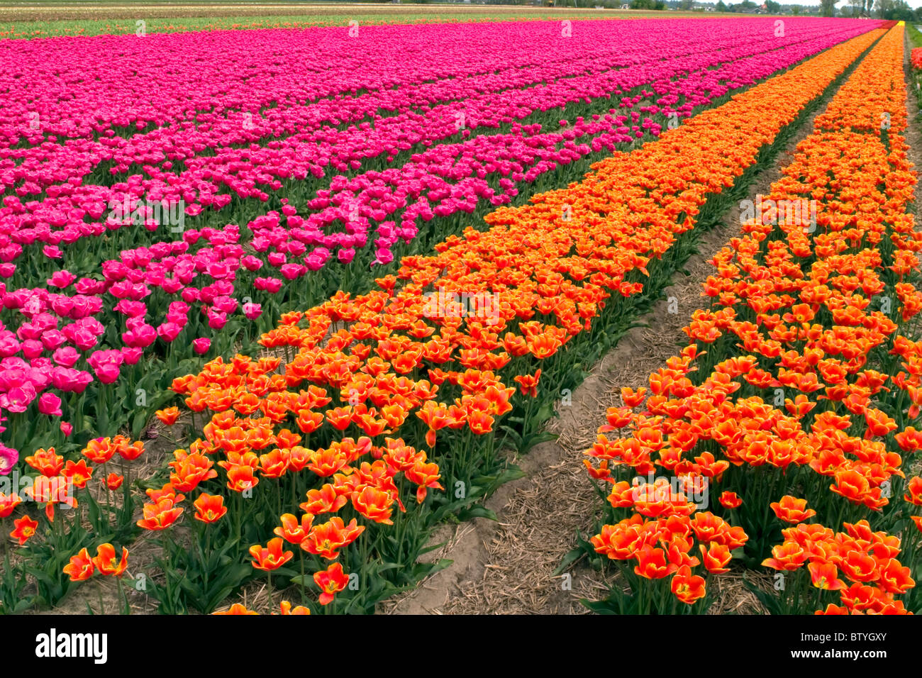 Tulip fields near the Keukenhof at Lisse the Netherlands Stock Photo ...