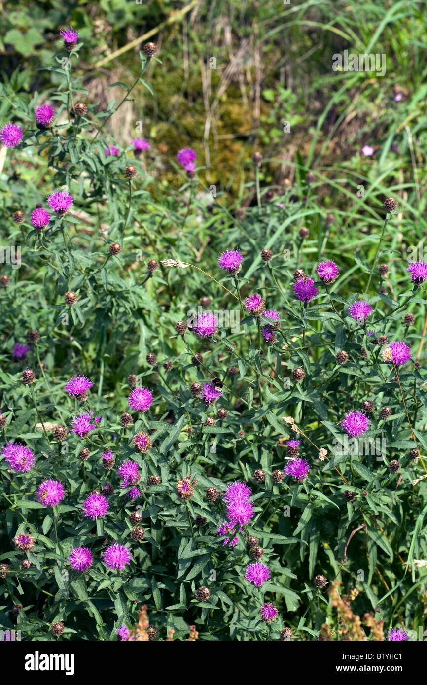 Common Knapweed Lathkill Dale Derbyshire England Stock Photo - Alamy