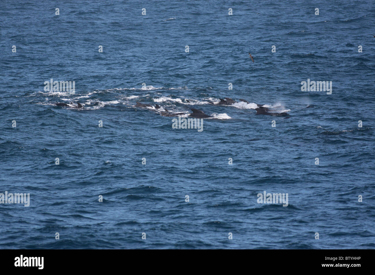 Surfacing whale hi-res stock photography and images - Alamy
