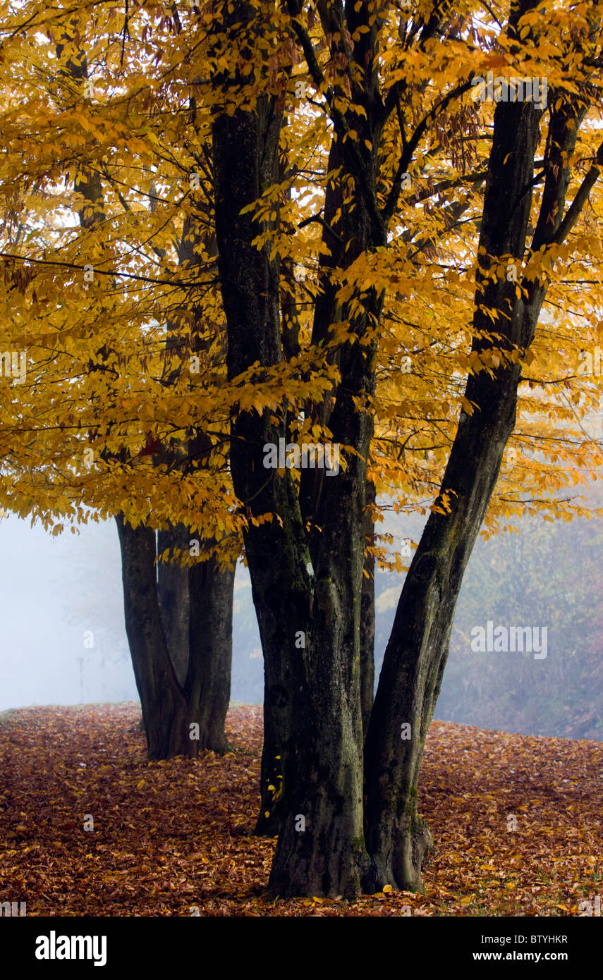 Misty autumn morning in the forest Stock Photo - Alamy
