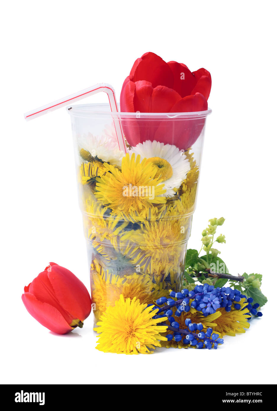 Blooming flower head red Cut Out Stock Images & Pictures - Alamy