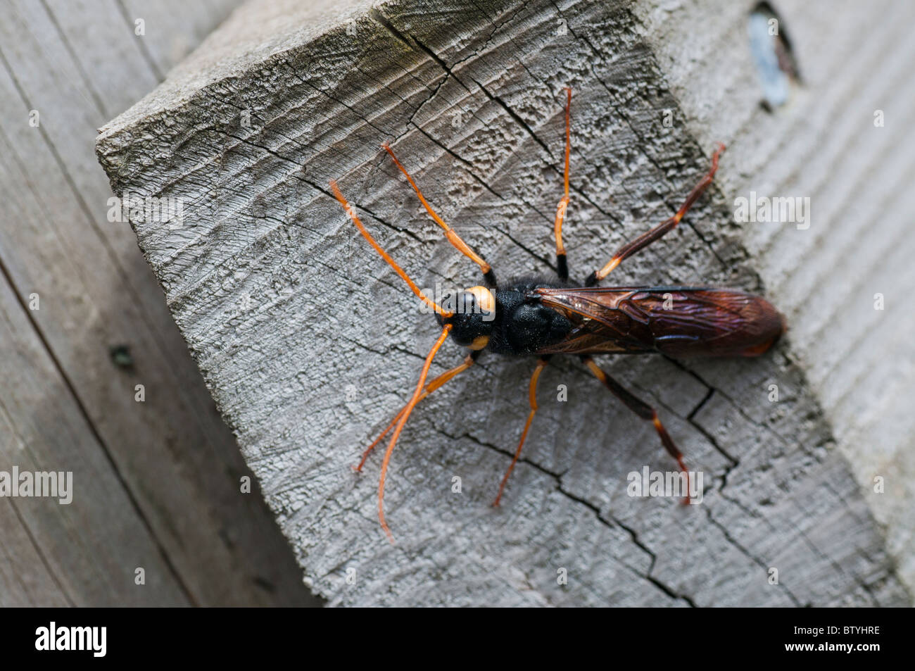 Wood wasp (Uroceras gigas) on post on top of 3 Brethern, Selkirk Stock ...