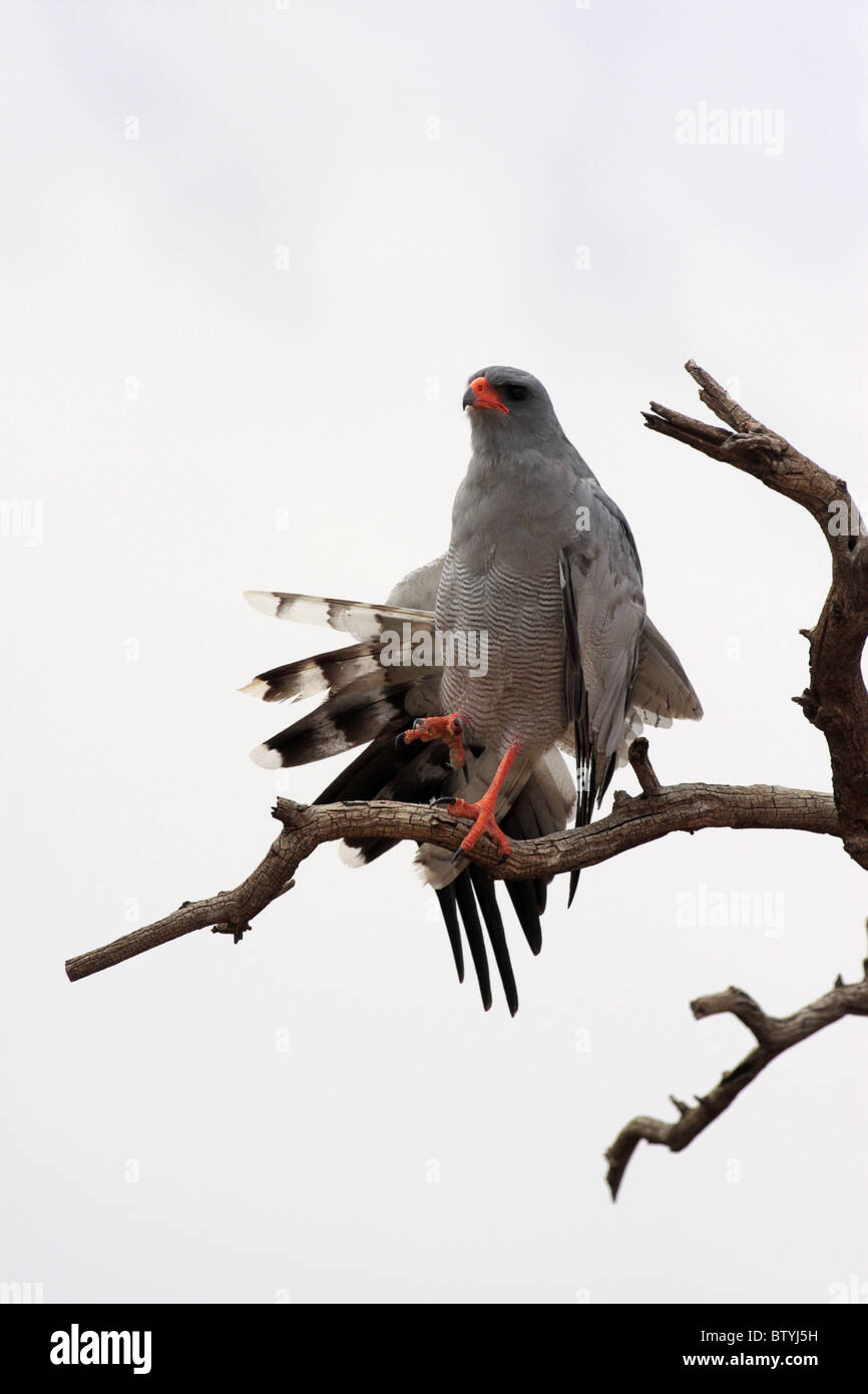 Dead hawk hi-res stock photography and images - Alamy