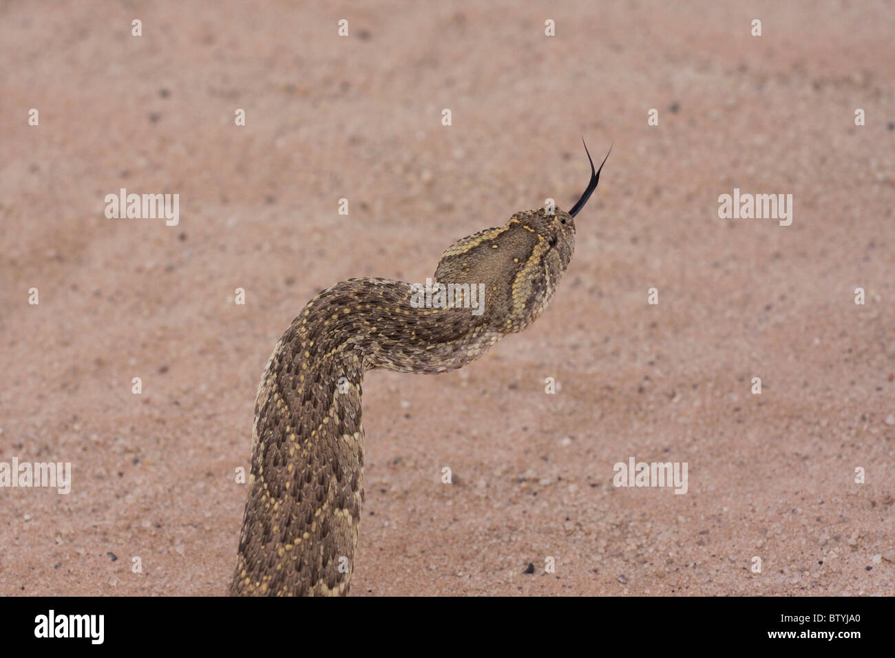 snake seen from above flicking tongue Stock Photo - Alamy