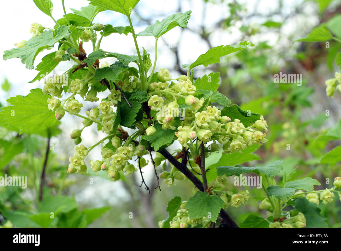 Black currant plant hi-res stock photography and images - Alamy