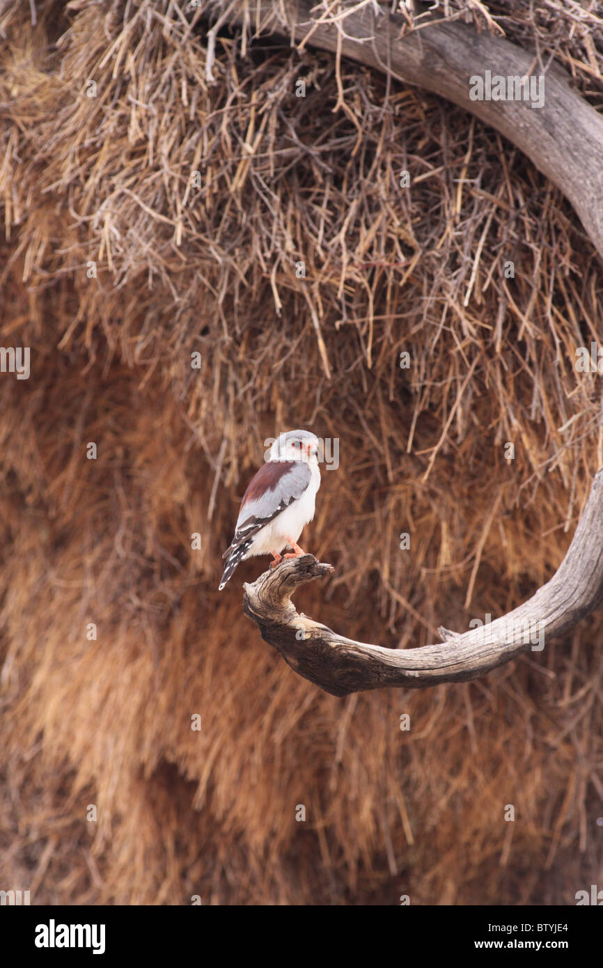 pygmy falcon perching next to a sociable weaver nest Stock Photo - Alamy