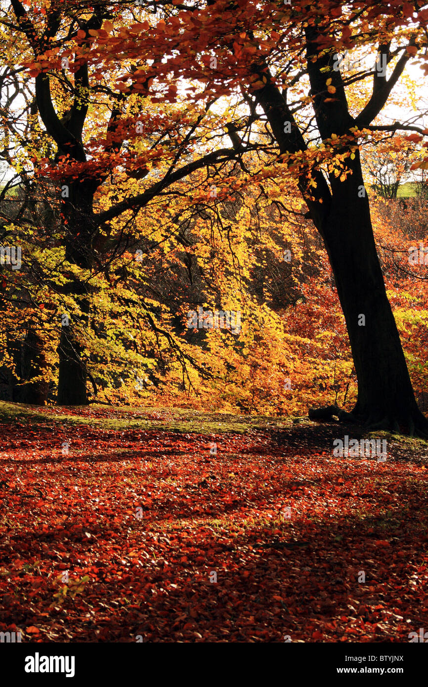Beech scene hi-res stock photography and images - Alamy