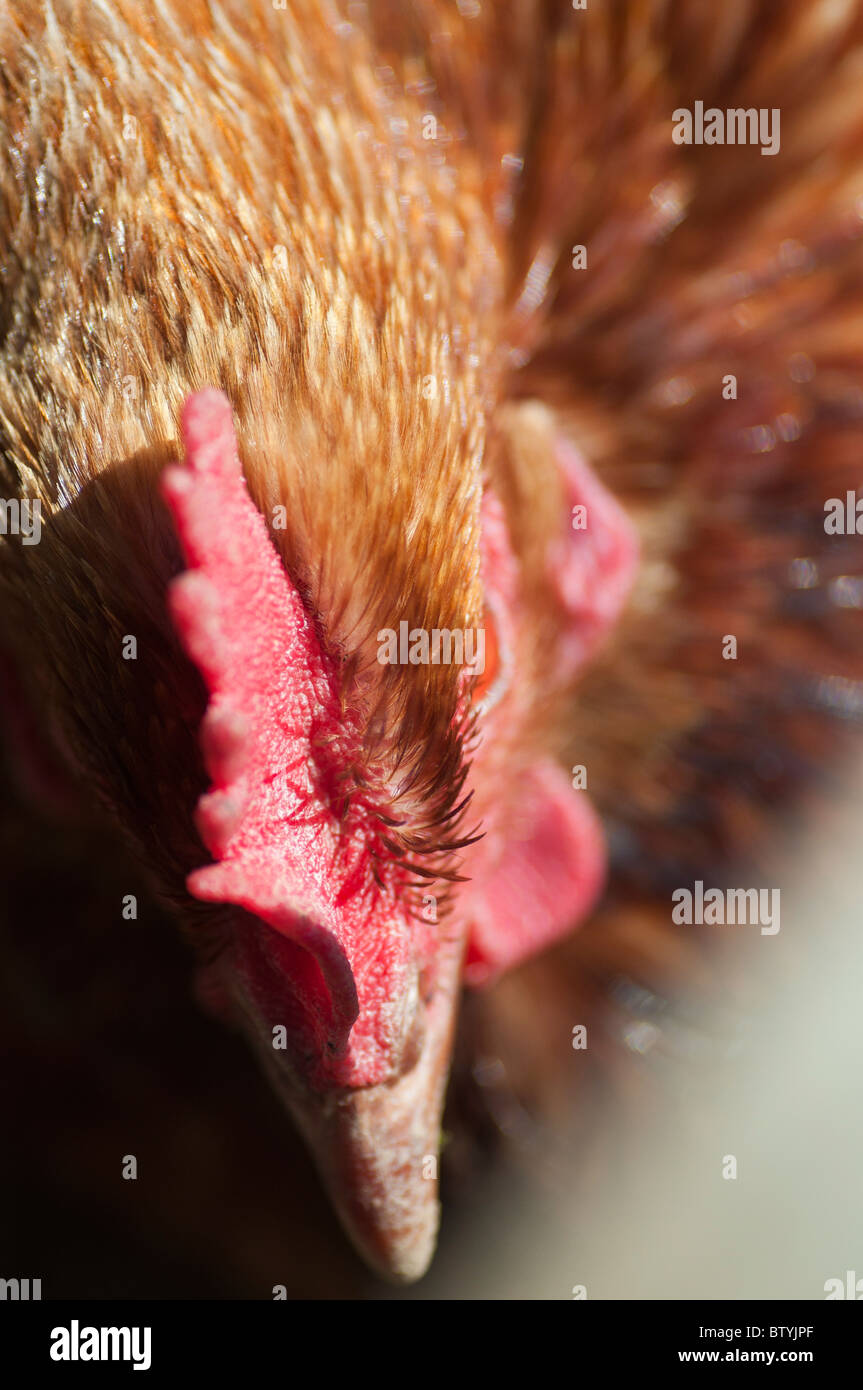 Chicken head from above Stock Photo - Alamy