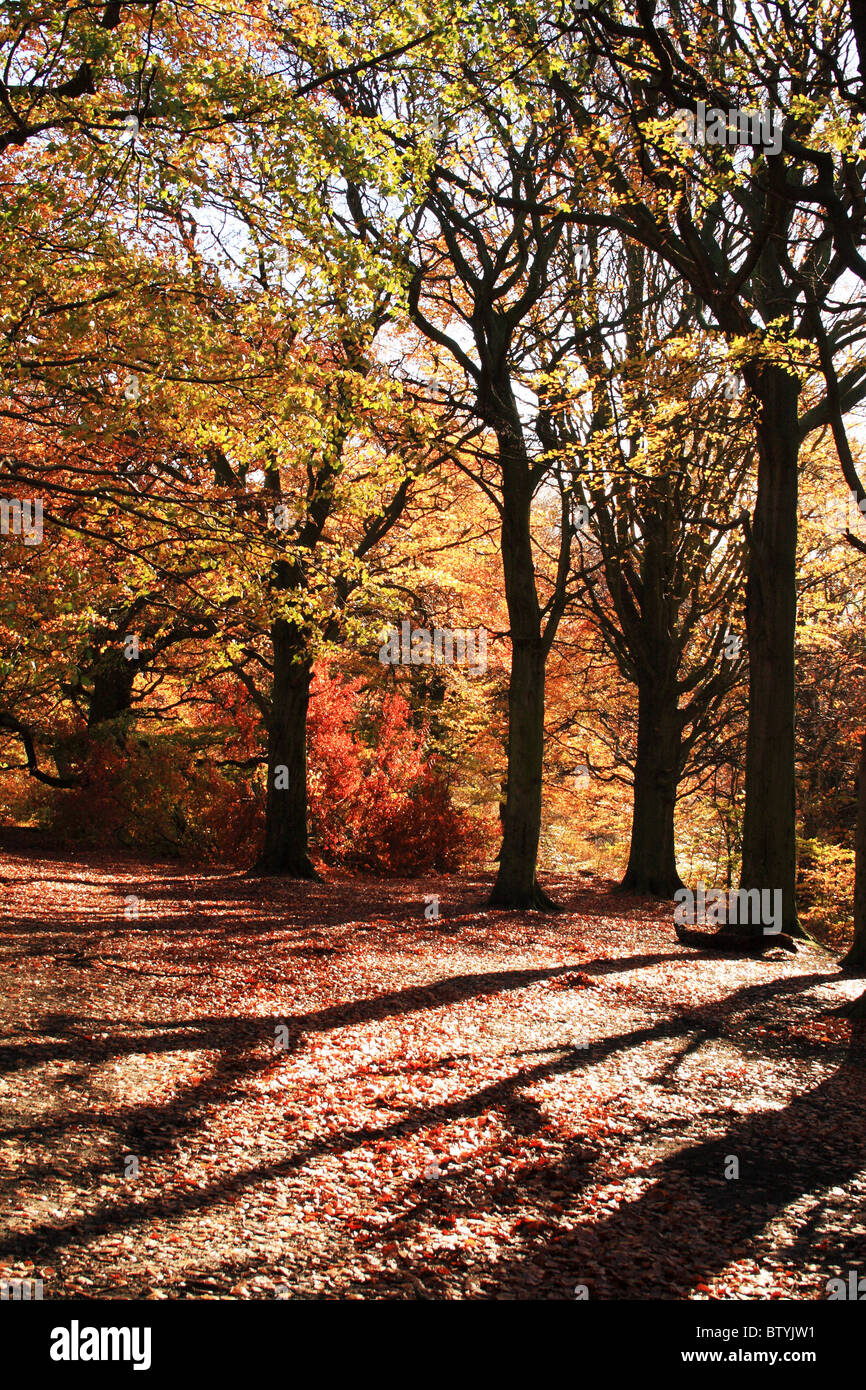 Autumn Woods depicting a woodland Beech Scene in the Autumn or Fall ...