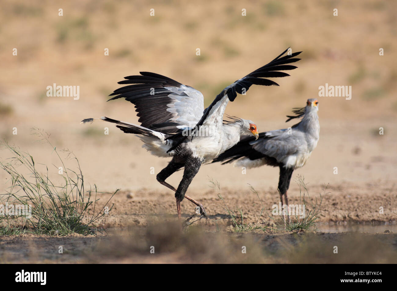 secretary bird in profile Stock Photo - Alamy