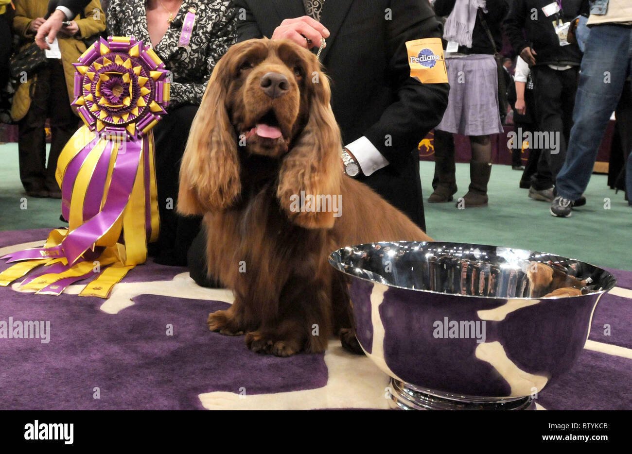 113th Annual Westminster Kennel Club Dog Show Stock Photo - Alamy