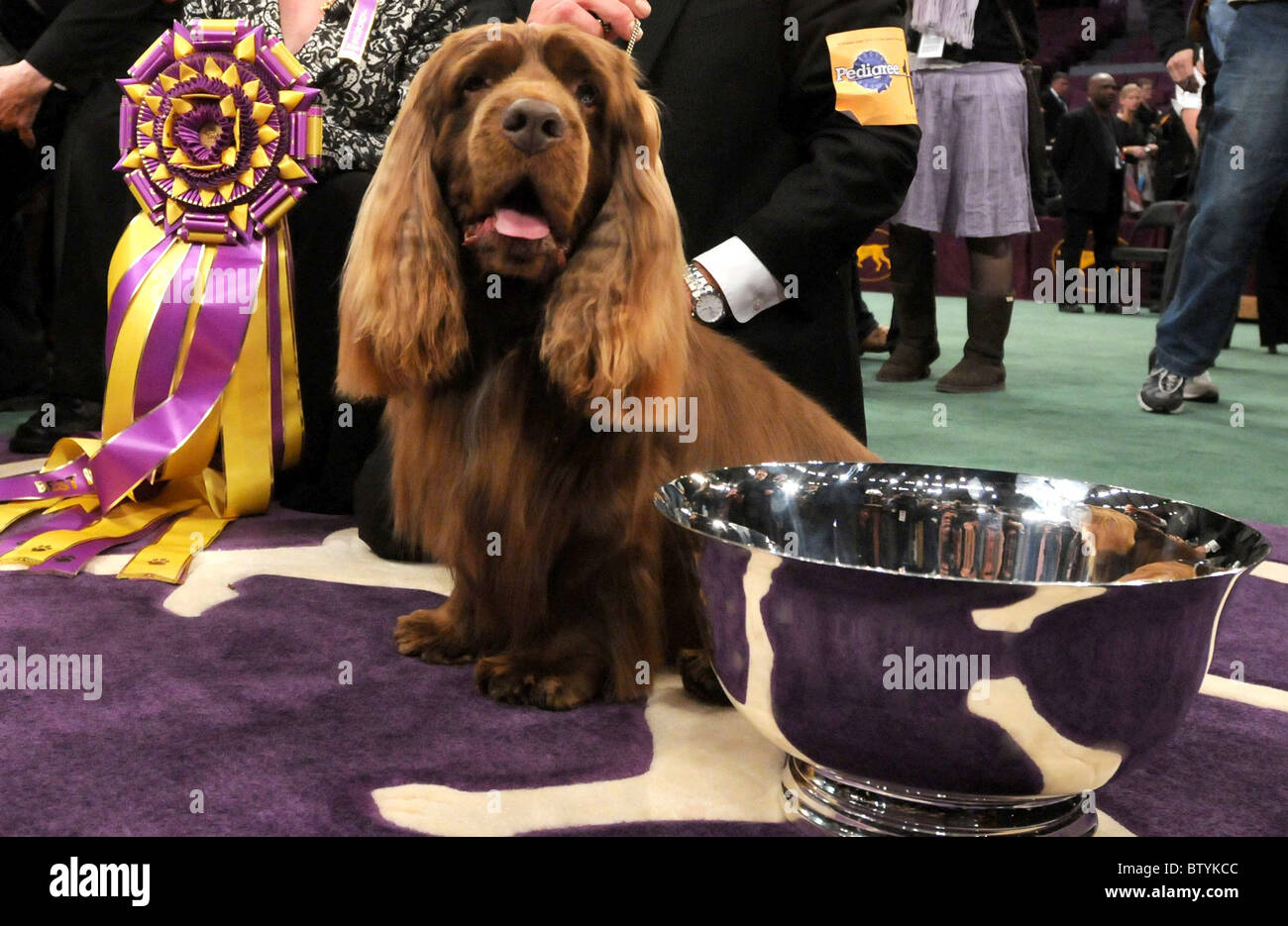 113th Annual Westminster Kennel Club Dog Show Stock Photo - Alamy