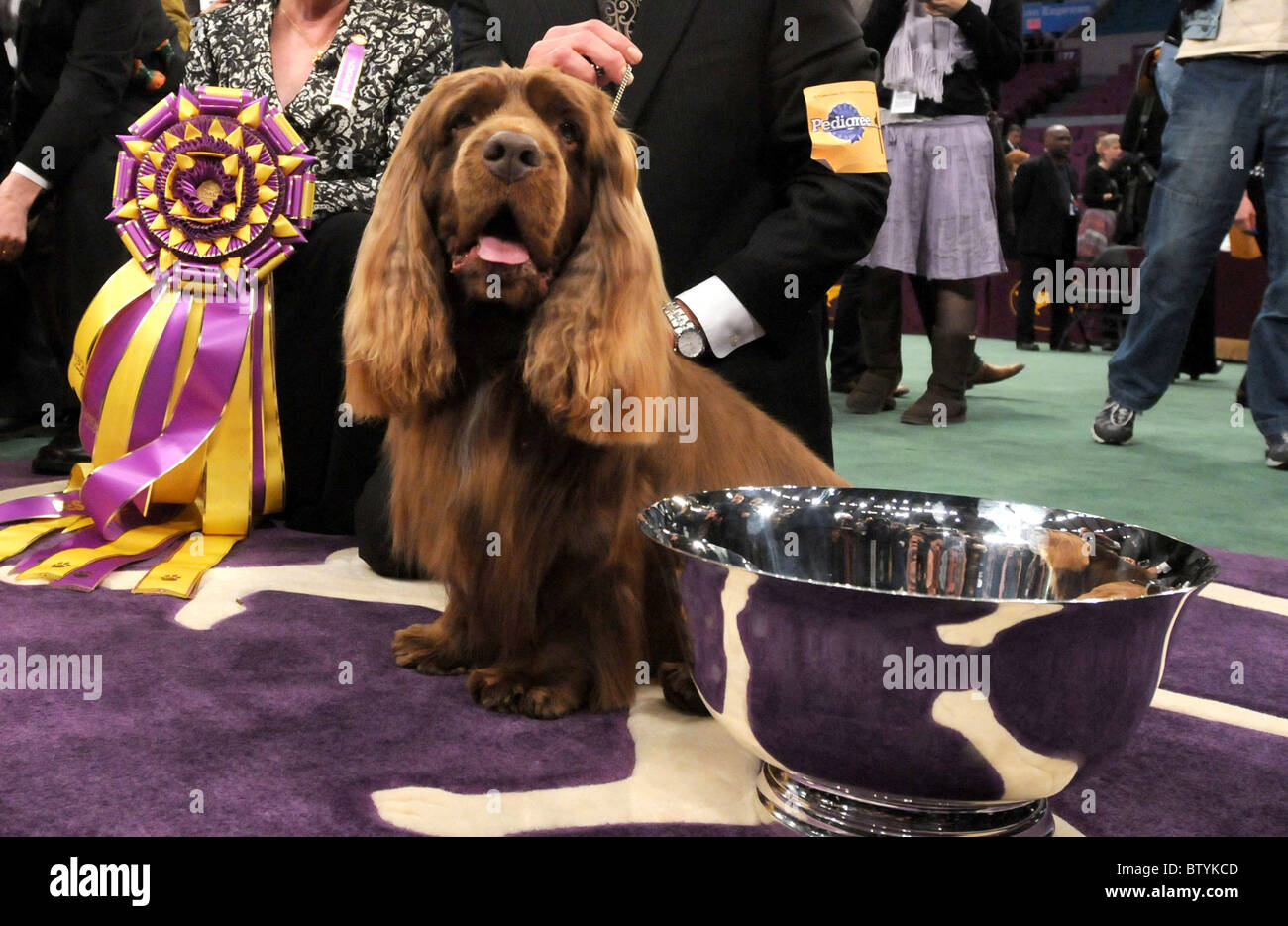 113th Annual Westminster Kennel Club Dog Show Stock Photo - Alamy