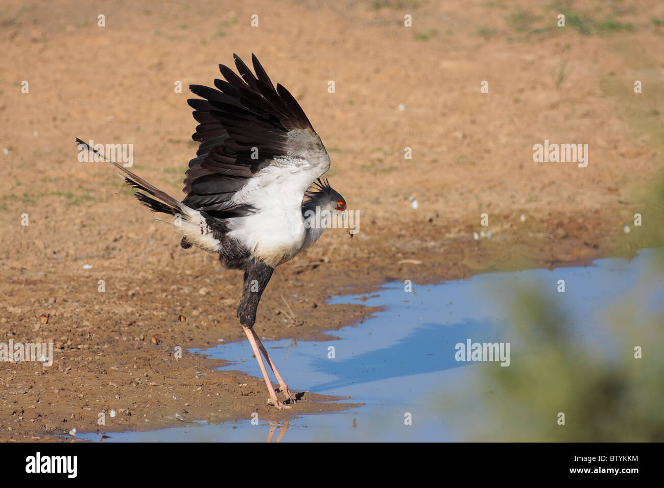 Secretary bird flying hi-res stock photography and images - Alamy